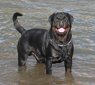 BlackTurk in the world